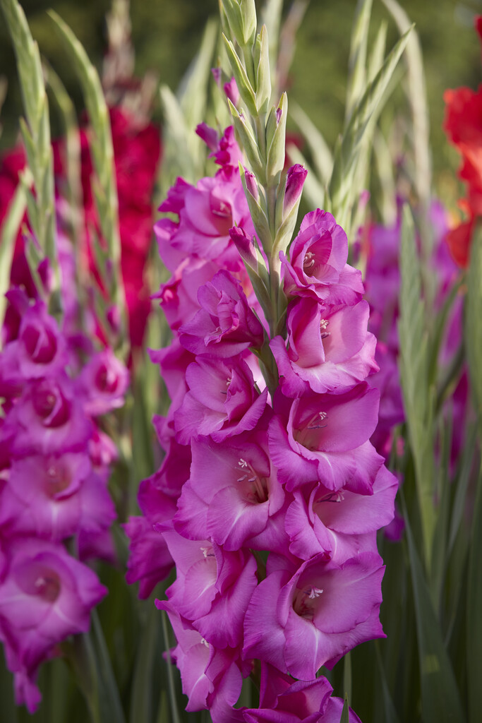 Gladiolus 'Lennon' (L) | sword lily 'Lennon' Bulbs/RHS