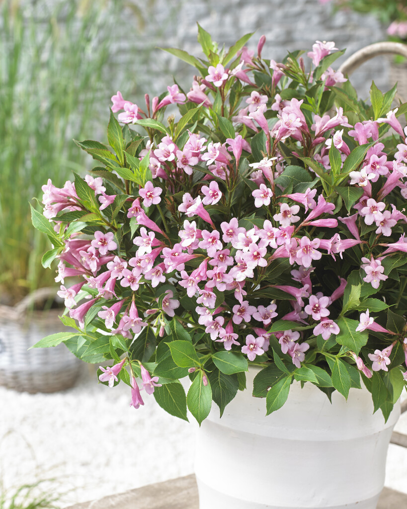 Weigela Pink Poppet (&Plangen&PBR) | weigela [Pink Poppet] Shrubs/RHS ...