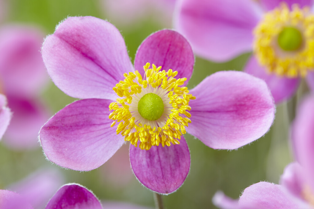Anemone hupehensis var. japonica &Splendens& | Japanese anemone ...
