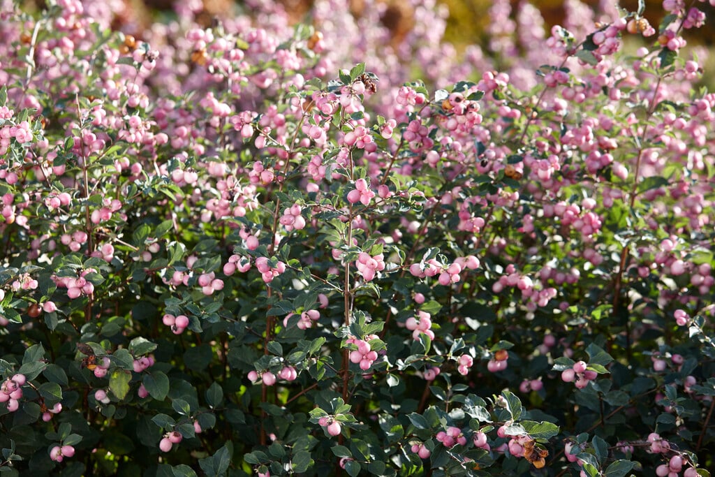 Magical Candy Plant