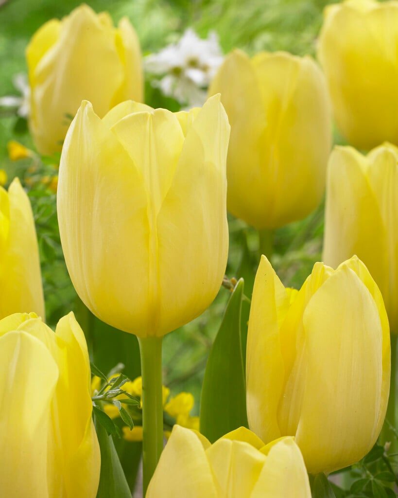 Tulipa &Friendship& | tulip &World Friendship& Bulbs/RHS Gardening
