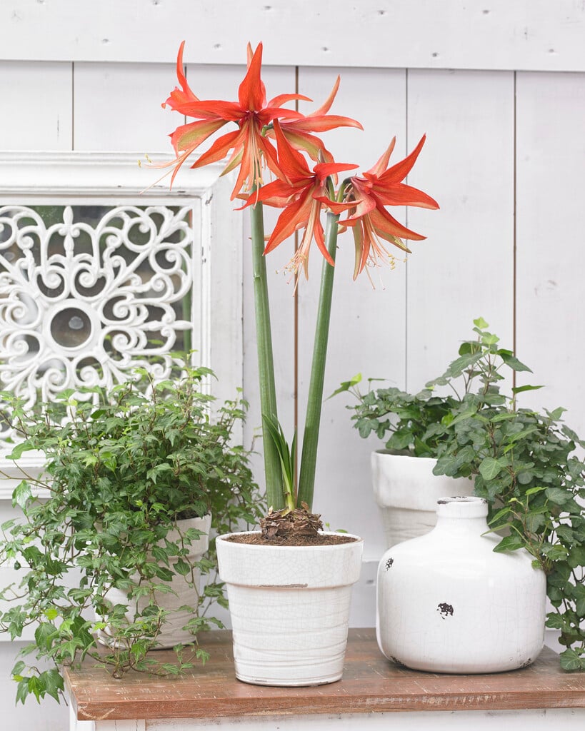 Hippeastrum (Spider Group) &Sumatra&PBR | Bulbs/RHS Gardening