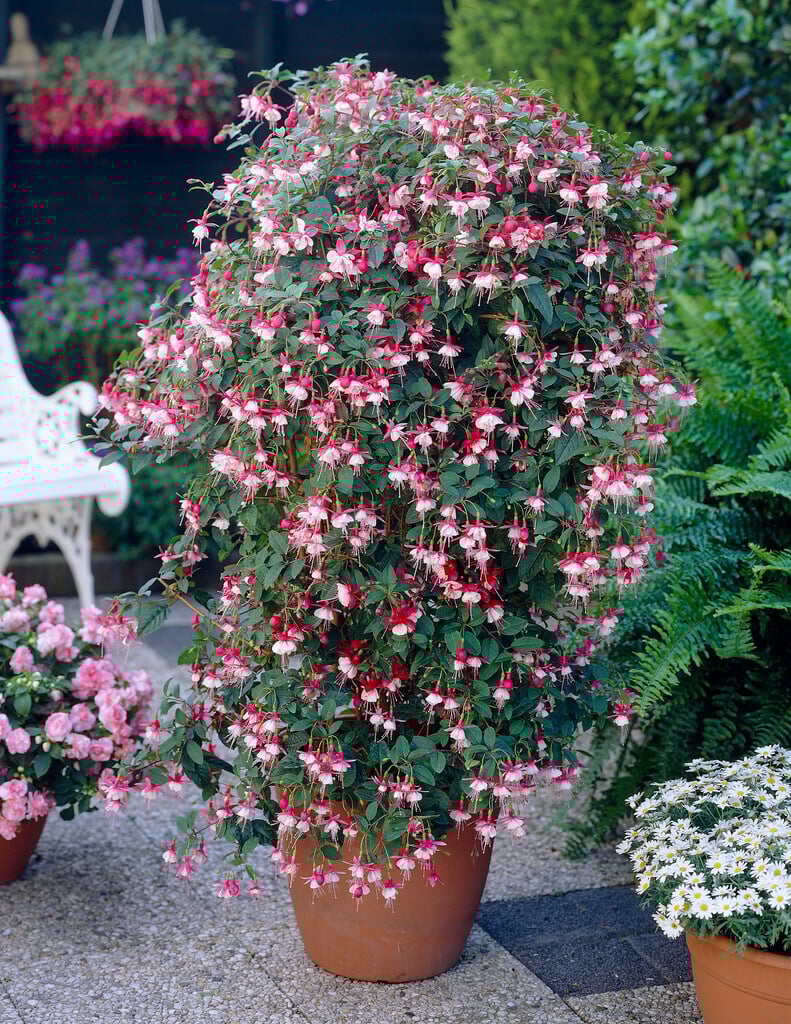 Fuchsia &Snowcap& (d) | fuchsia &Snowcap& Bedding/RHS Gardening
