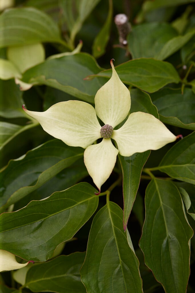 Cornus kousa &Snowflake& | Shrubs/RHS Gardening