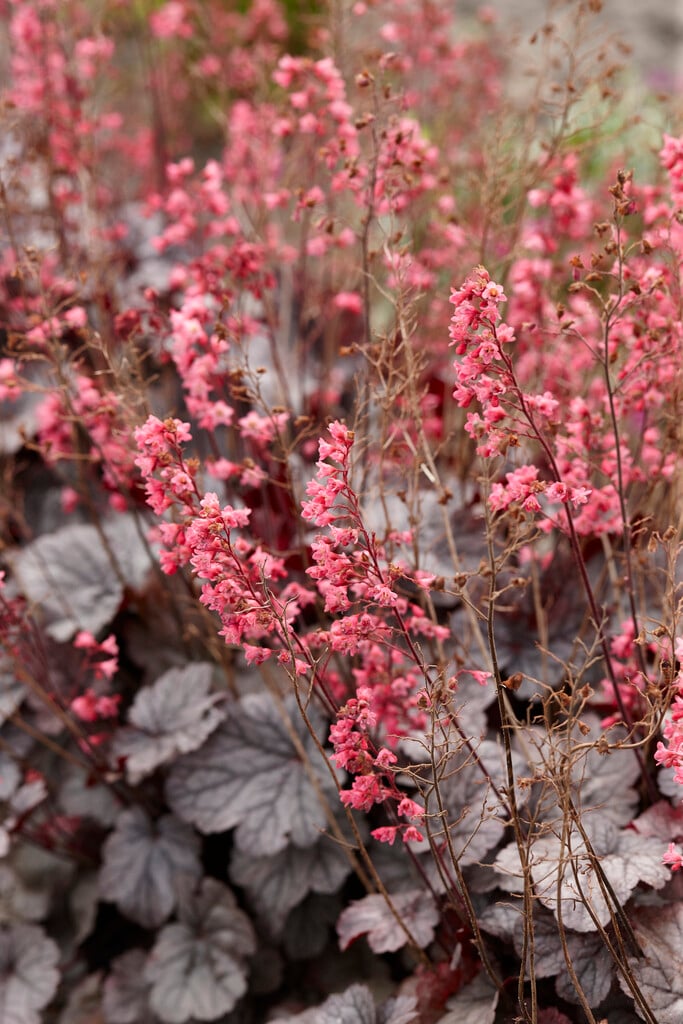 Heuchera Milan