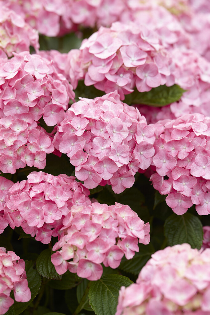 Hydrangea macrophylla &Holehird Purple& (H) | Shrubs/RHS Gardening