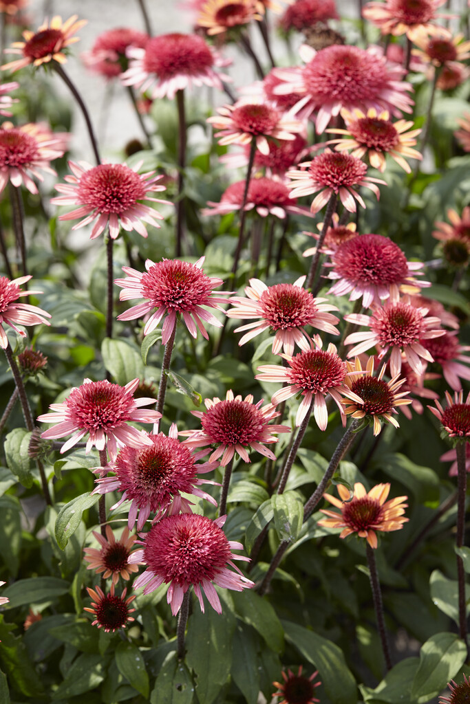 Echinacea &Raspberry Truffle&PBR (Cone-fections Series) (d ...