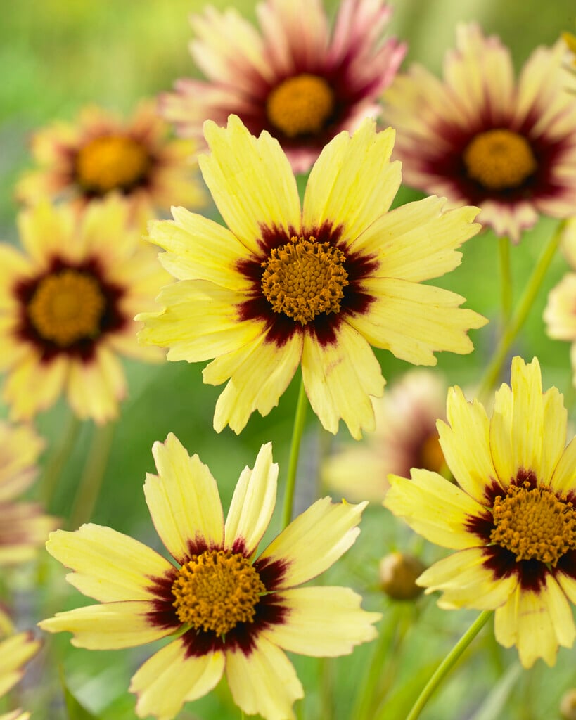 Coreopsis &Redshift& | Herbaceous Perennial/RHS Gardening