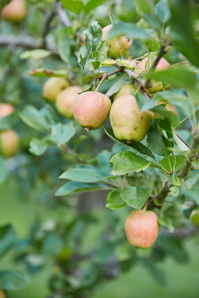 Malus domestica &Adams&s Pearmain& (D) | apple &Adam&s Pearmain& Fruit ...