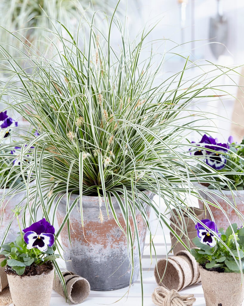 Carex oshimensis Everest (&Fiwhite&PBR) (EverColor Series) (v ...