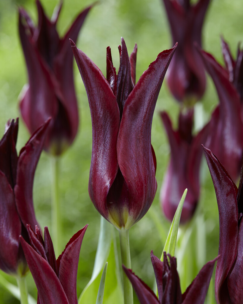 Tulipa &Sarah Raven& (6) | tulip &Sarah Raven& Bulbs/RHS
