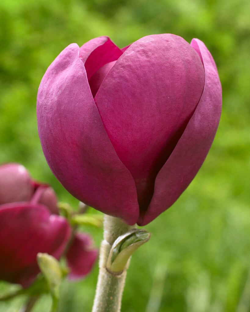 Magnolia Black Tulip (&Jurmag1&PBR) | magnolia [Black Tulip] Trees/RHS ...