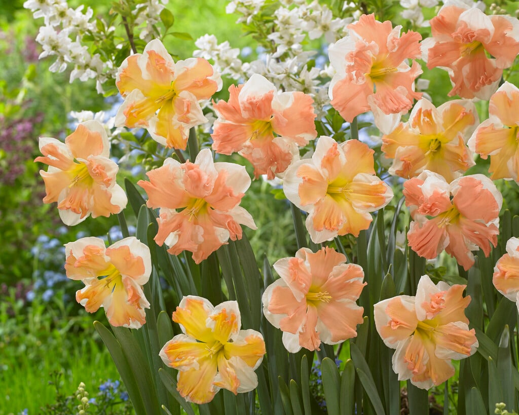 Narcissus &Rainbow of Colors& (11a) | Bulbs/RHS Gardening