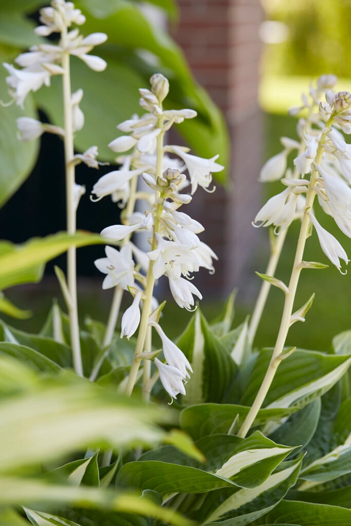 Hosta &Ann Kulpa& (v) | Herbaceous Perennial/RHS Gardening
