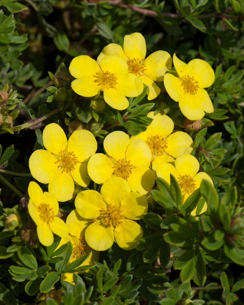 Potentilla fruticosa var. arbuscula hort. | shrubby cinquefoil ...