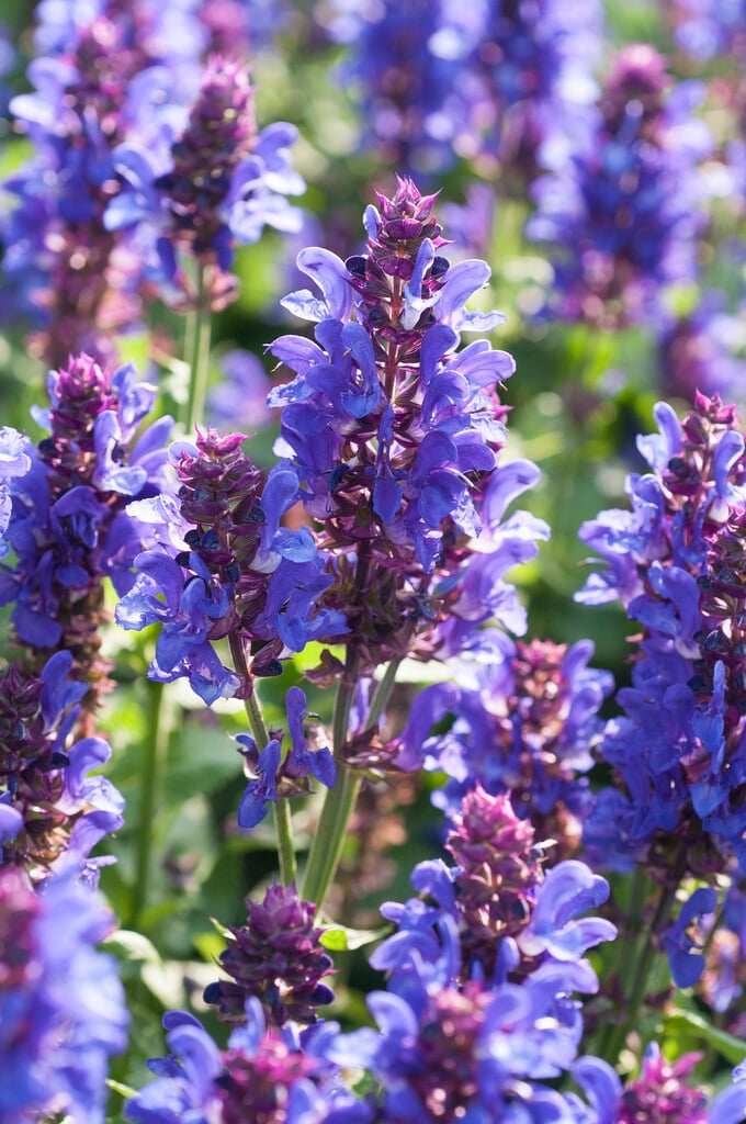 Salvia × sylvestris Blue Marvel (&Balsalarv&PBR) | wood sage [Blue ...