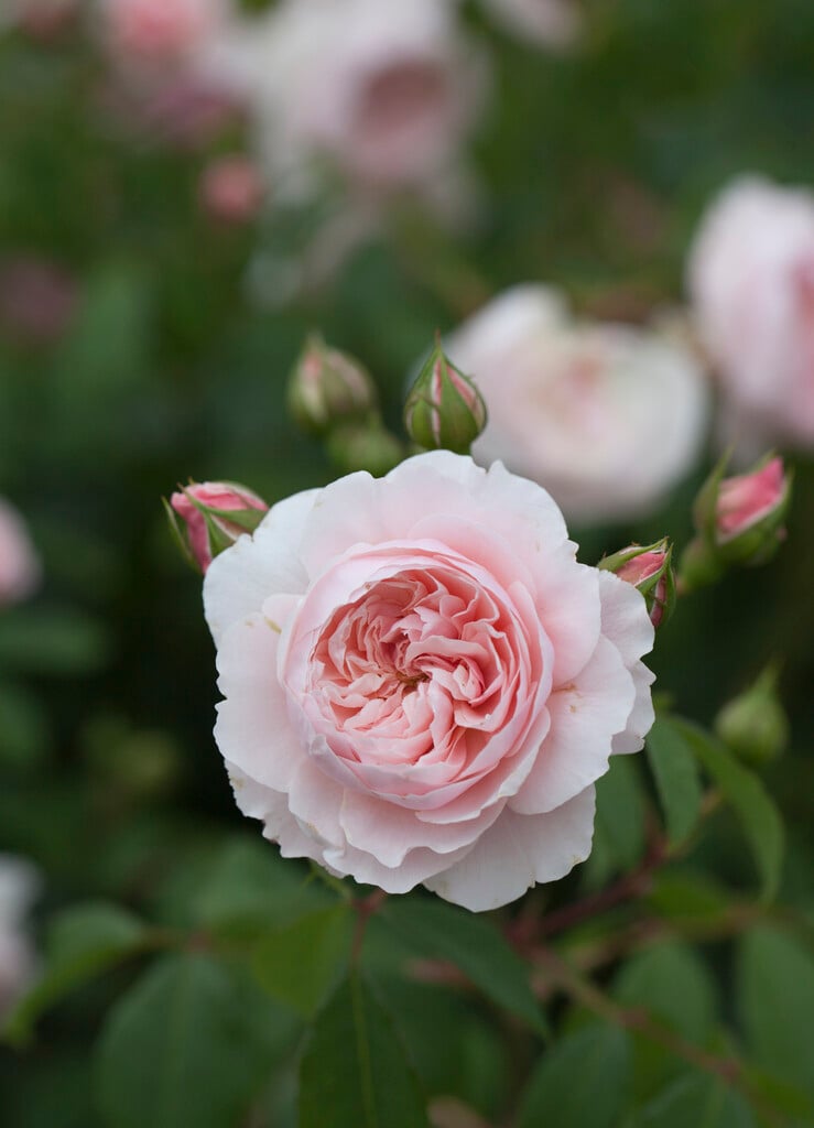 Rosa &Ausbreeze&PBR | rose [Wisley 2008] Roses/RHS Gardening