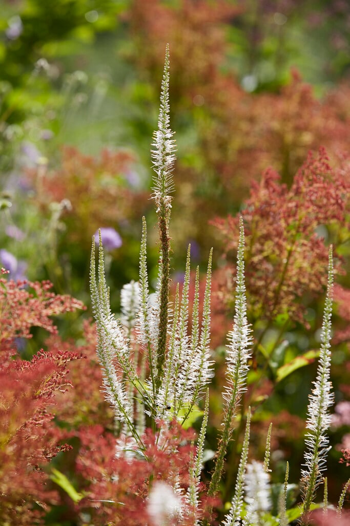 Veronicastrum virginicum &Diane& | Culver&s root &Diane& Herbaceous ...