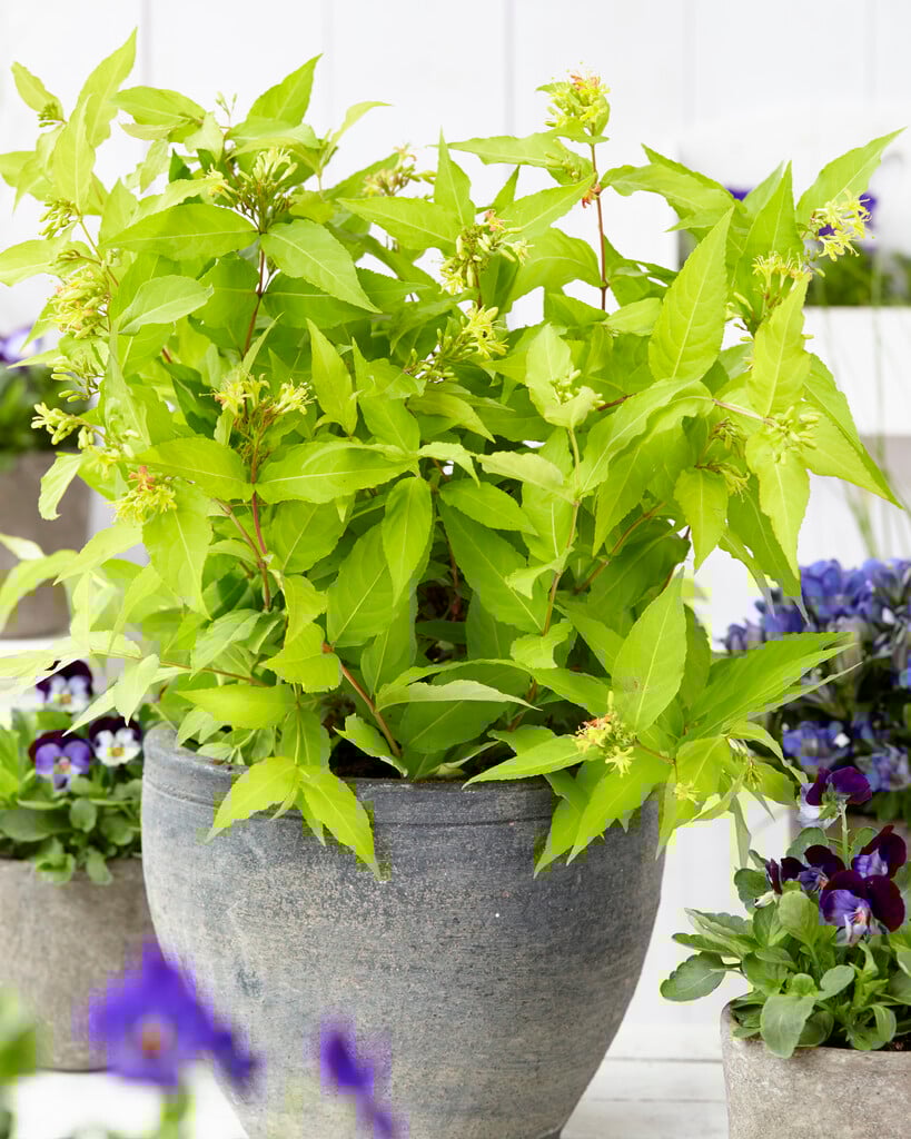 Diervilla rivularis Honeybee (&Diwibru01&PBR) | mountain bush ...