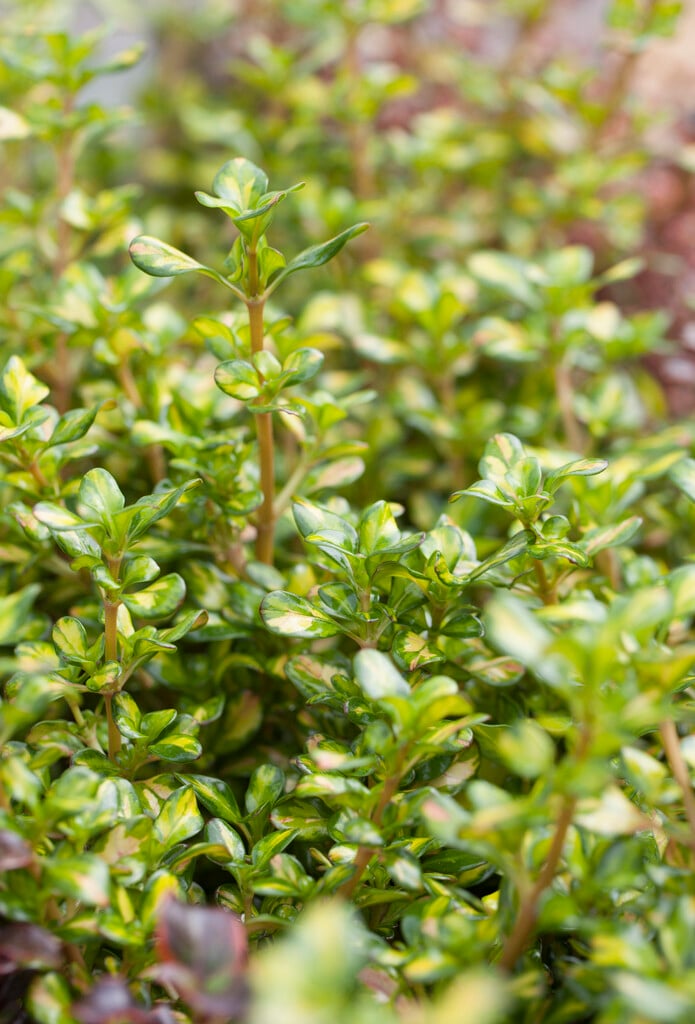 Coprosma &Lemon and Lime&PBR (v) | Shrubs/RHS Gardening