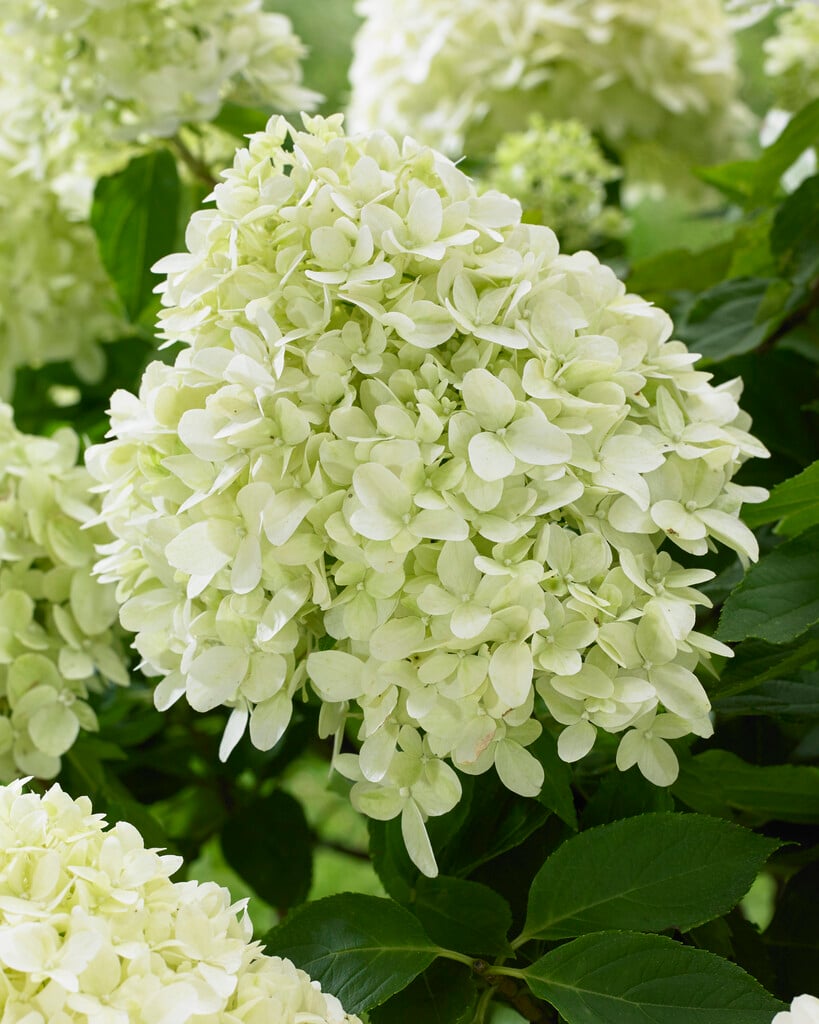 Hydrangea paniculata Little Spooky (&Grhp08&) | hydrangea [Little ...