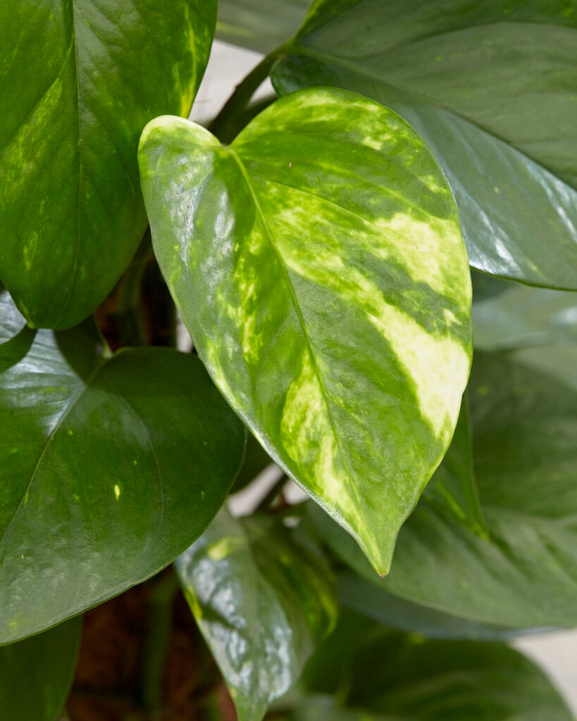 Epipremnum aureum | golden pothos Climber Wall Shrub/RHS Gardening