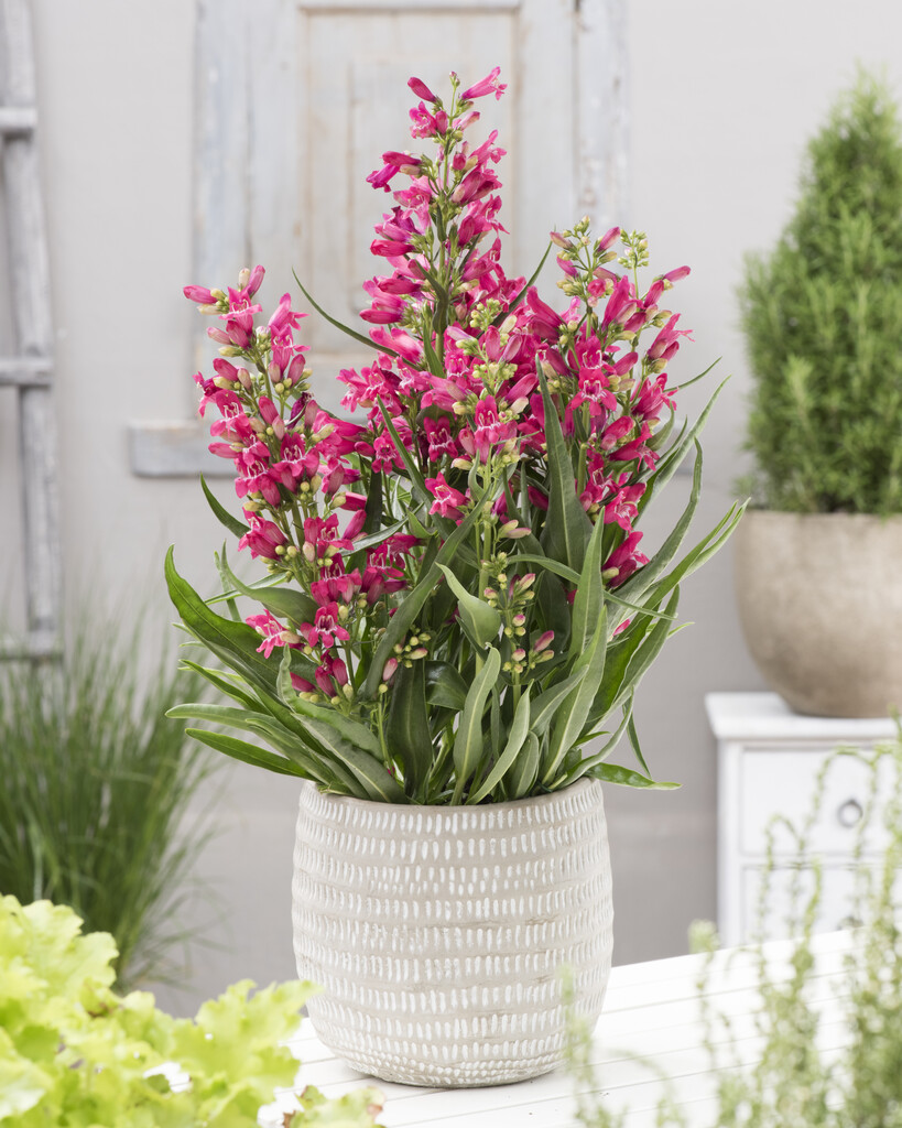 Penstemon Rock Candy Ruby ('Novapenrub'PBR) (Rock Candy Series ...