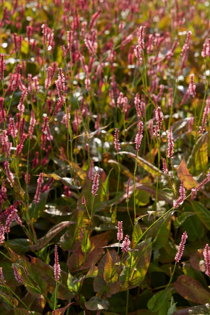 Bistorta amplexicaulis &High Society& | red bistort &High Society ...