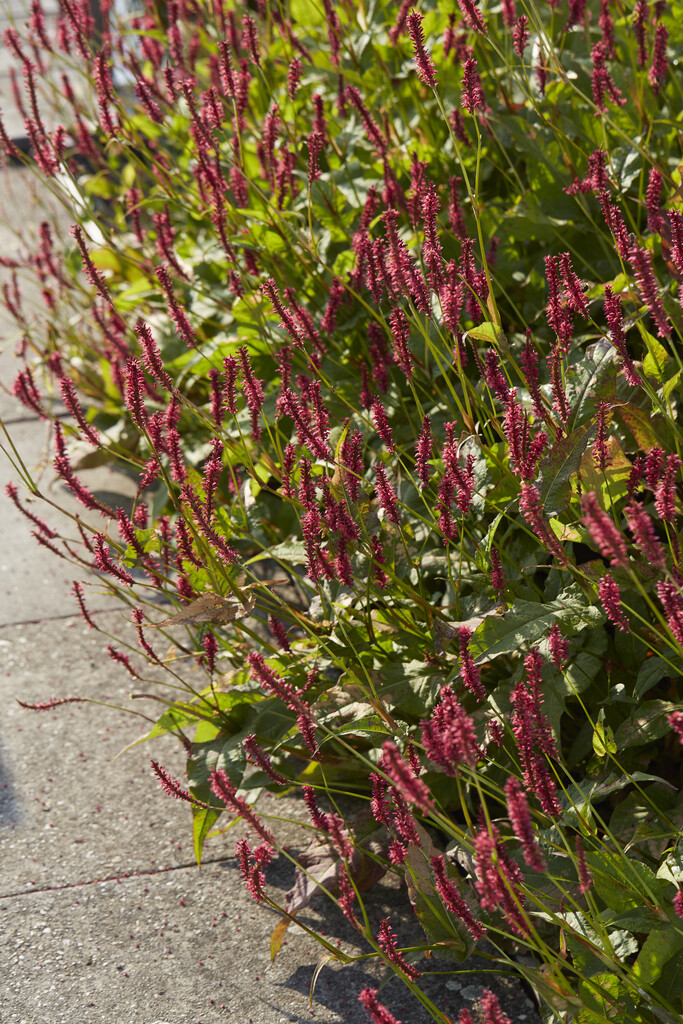 Bistorta amplexicaulis &Lisan& | red bistort &Lisan& Herbaceous ...