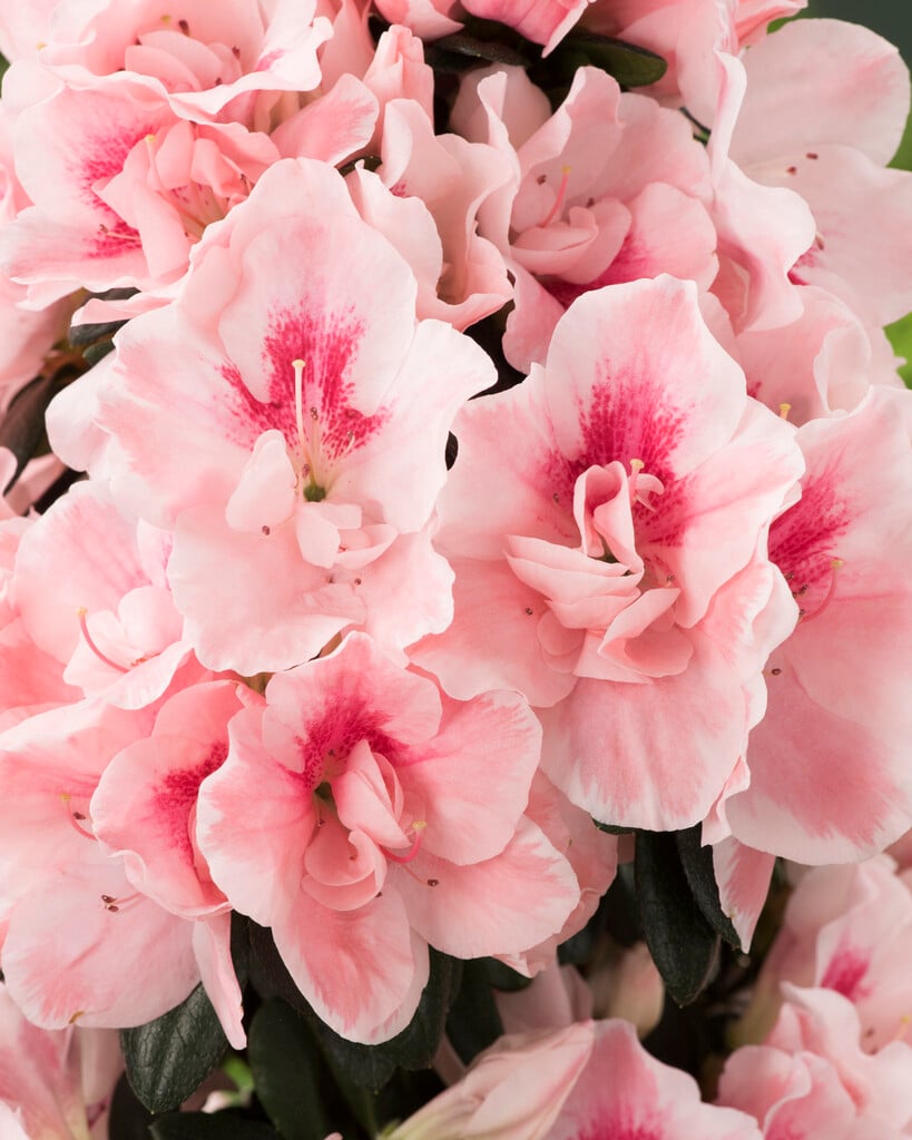 Azalea indica | Indian azalea Shrubs/RHS Gardening