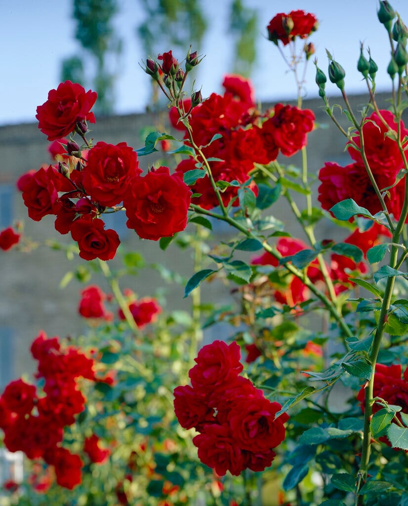 Rosa &Sympathie& (ClHT) | Roses/RHS Gardening