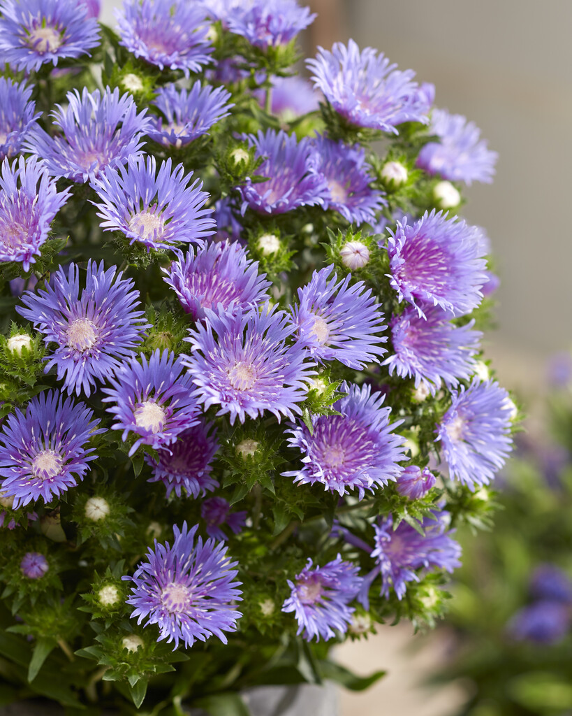Stokesia laevis Mel&s Blue | Herbaceous Perennial/RHS Gardening