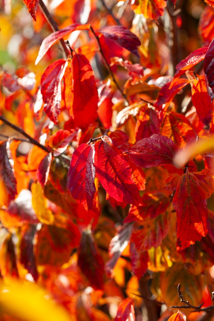 Parrotia persica &Jlpn01&PBR | Persian ironwood [Persian Spire] Trees ...