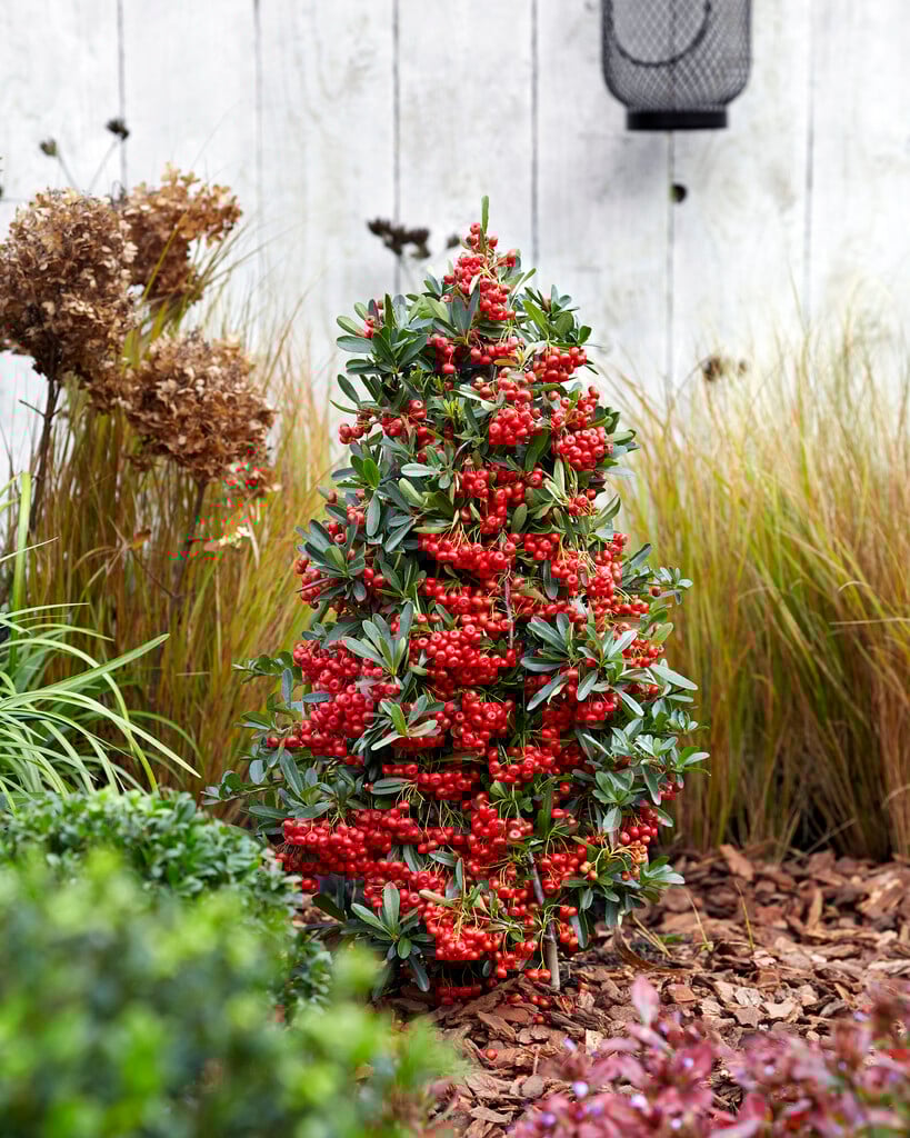 Pyracantha coccinea &Red Star&PBR | Shrubs/RHS Gardening