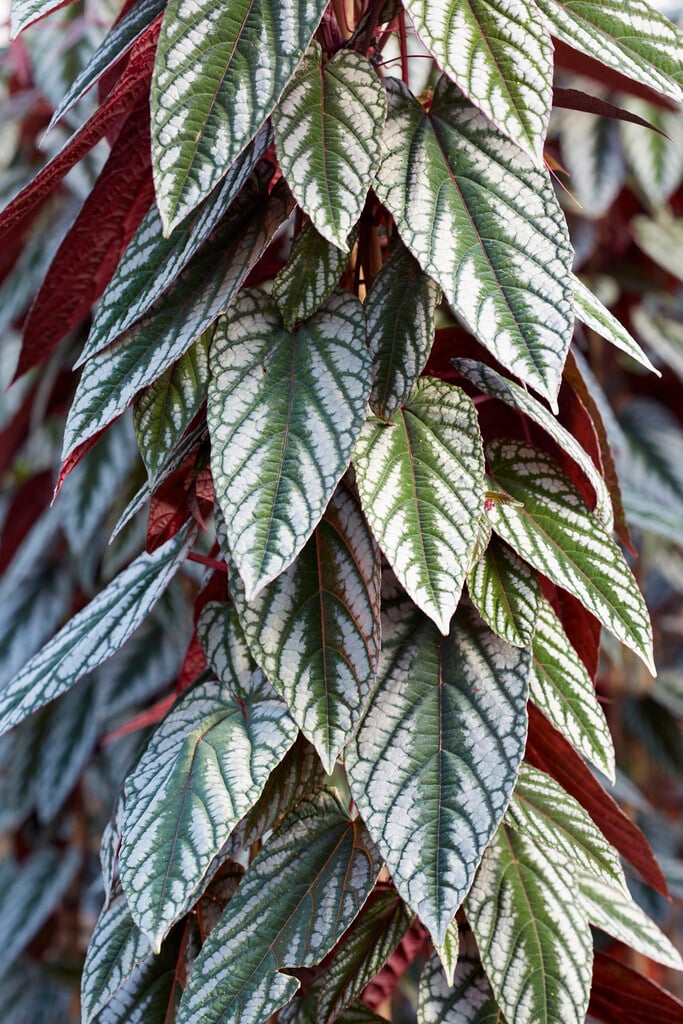 Cissus javana | rex begonia vine Houseplants/RHS Gardening
