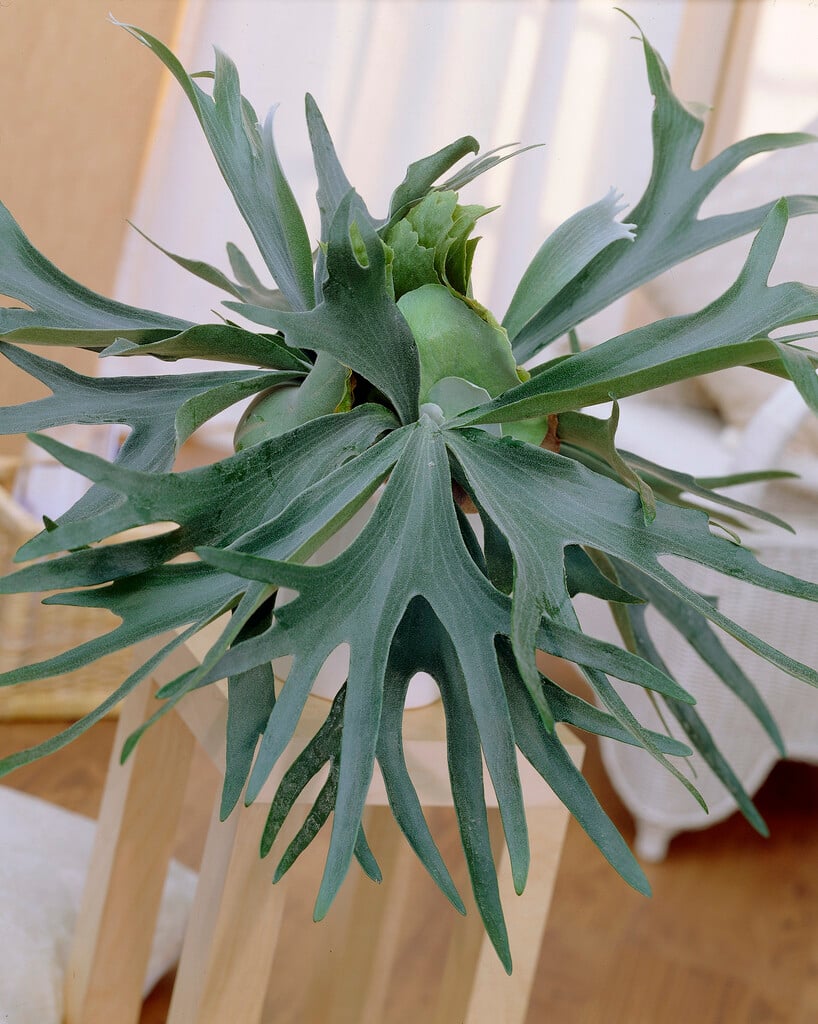 Platycerium alcicorne misapplied | common staghorn fern Conservatory ...