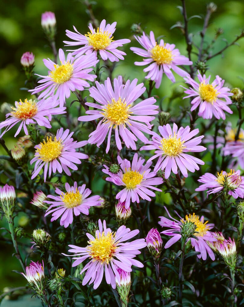 Aster Laevis Calliope Uk