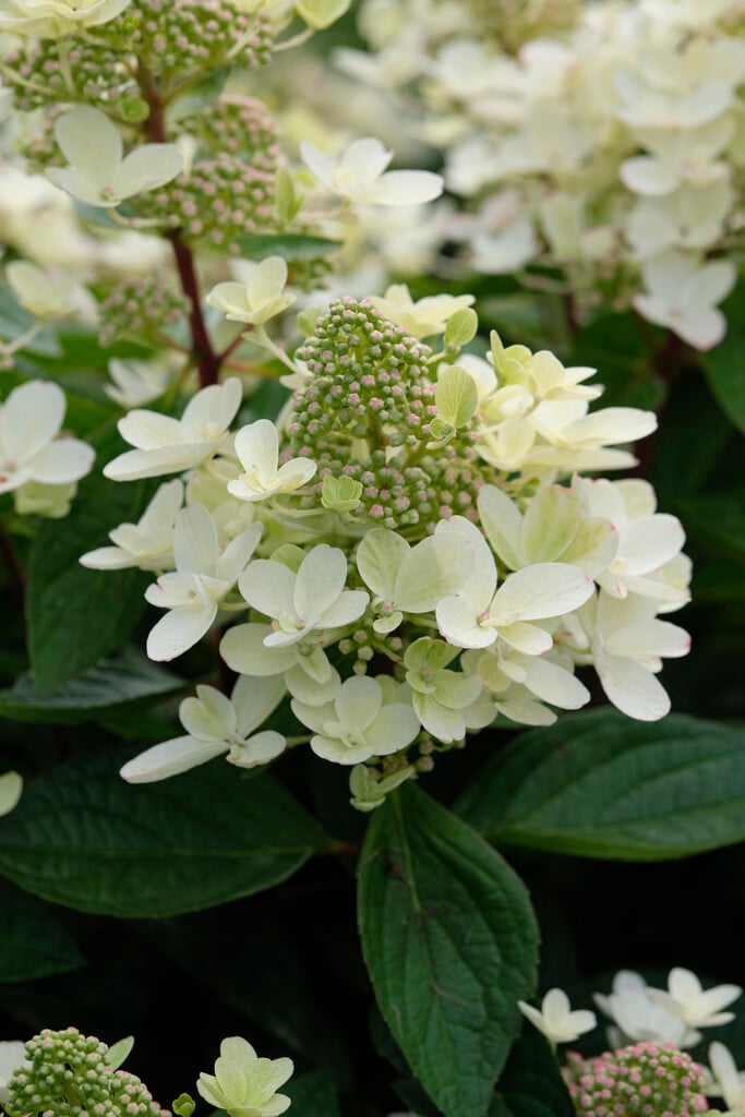 Hydrangea paniculata Magical Flame (&Bokratorch&PBR) (Magical Series ...