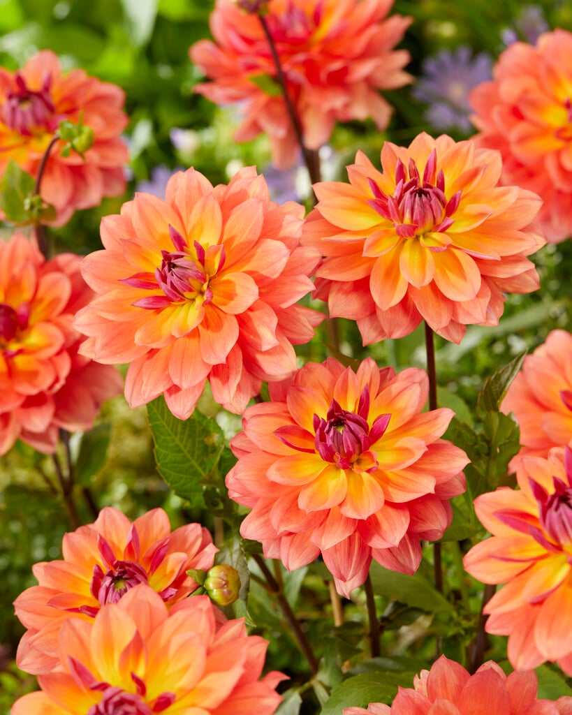 Dahlia 'Firepot' (D) | dahlia 'Firepot' Herbaceous Perennial/RHS