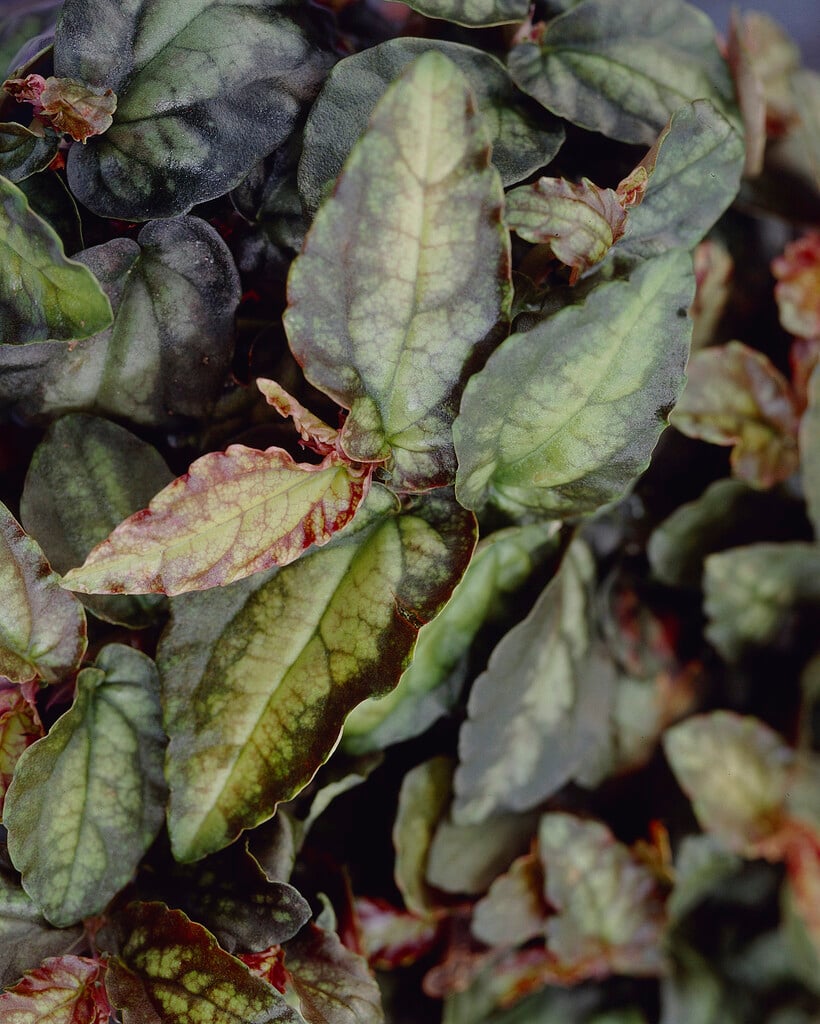 Pellionia repens | trailing watermelon begonia Conservatory Greenhouse ...