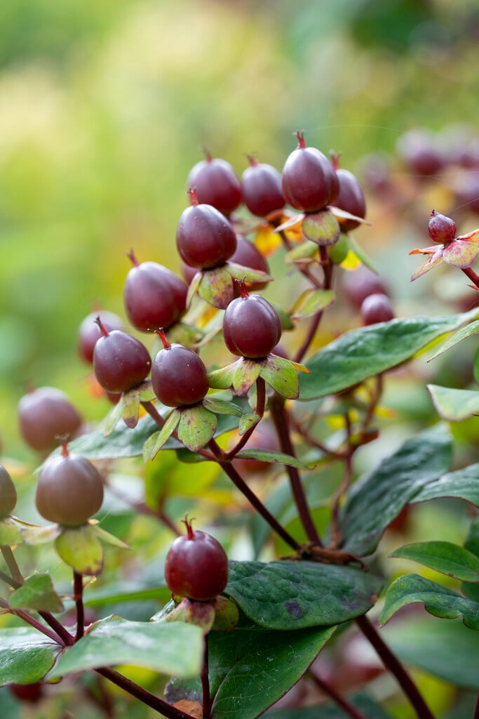 Hypericum × inodorum &Kolmuni&PBR | Shrubs/RHS Gardening