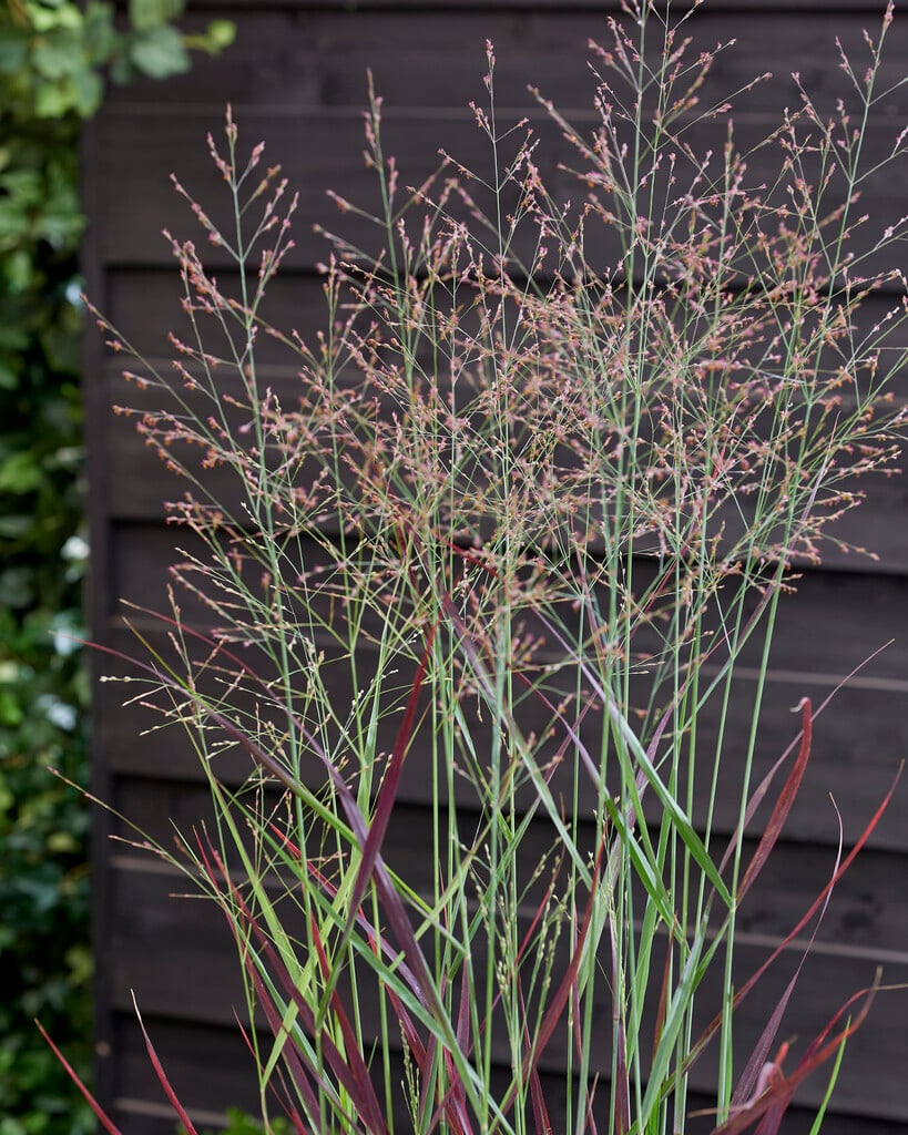 Panicum virgatum Purple Breeze (&Joz276&PBR) | switch grass [Purple ...