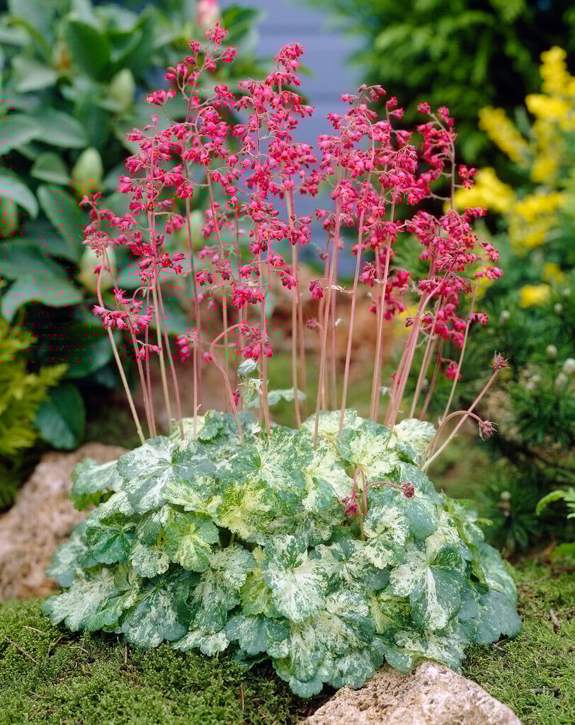 Heuchera sanguinea &Snow Angel& | Herbaceous Perennial/RHS Gardening
