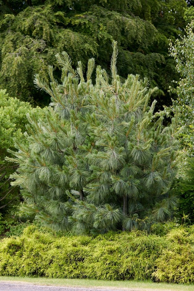 Pinus wallichiana &Zebrina& (v) | Trees/RHS Gardening