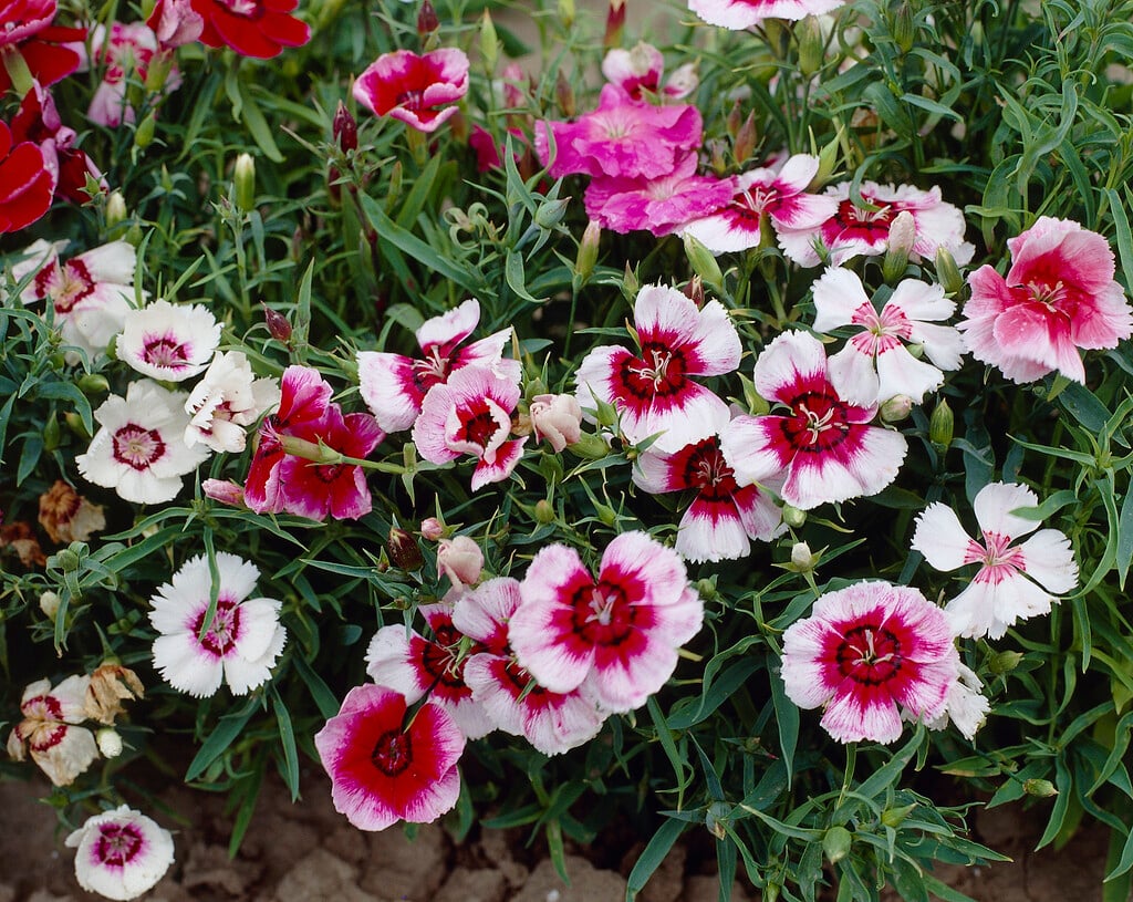 Folhas De Dianthus Chinensis Dianthus Chinensis L. | Species