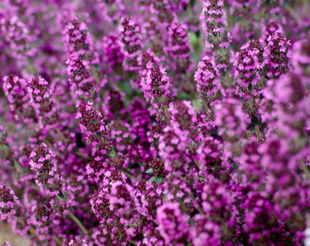 Thymus pulegioides &Redstart& | thyme &Redstart& Shrubs/RHS Gardening