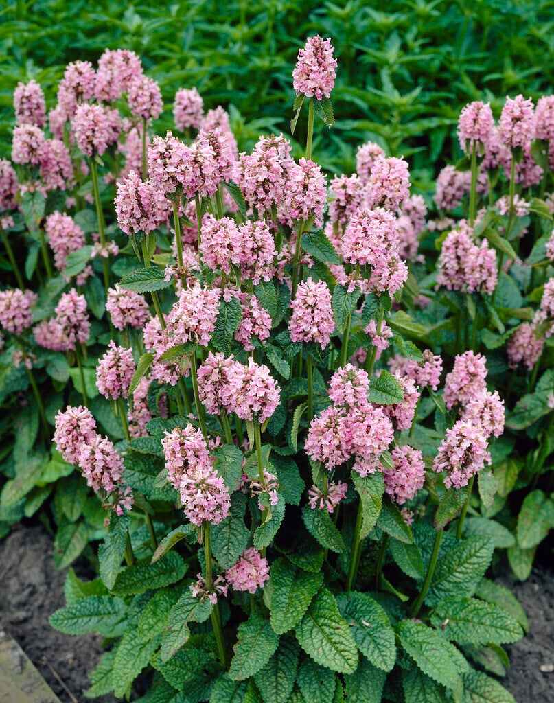 Betonica officinalis &Rosea& | Herbaceous Perennial/RHS Gardening