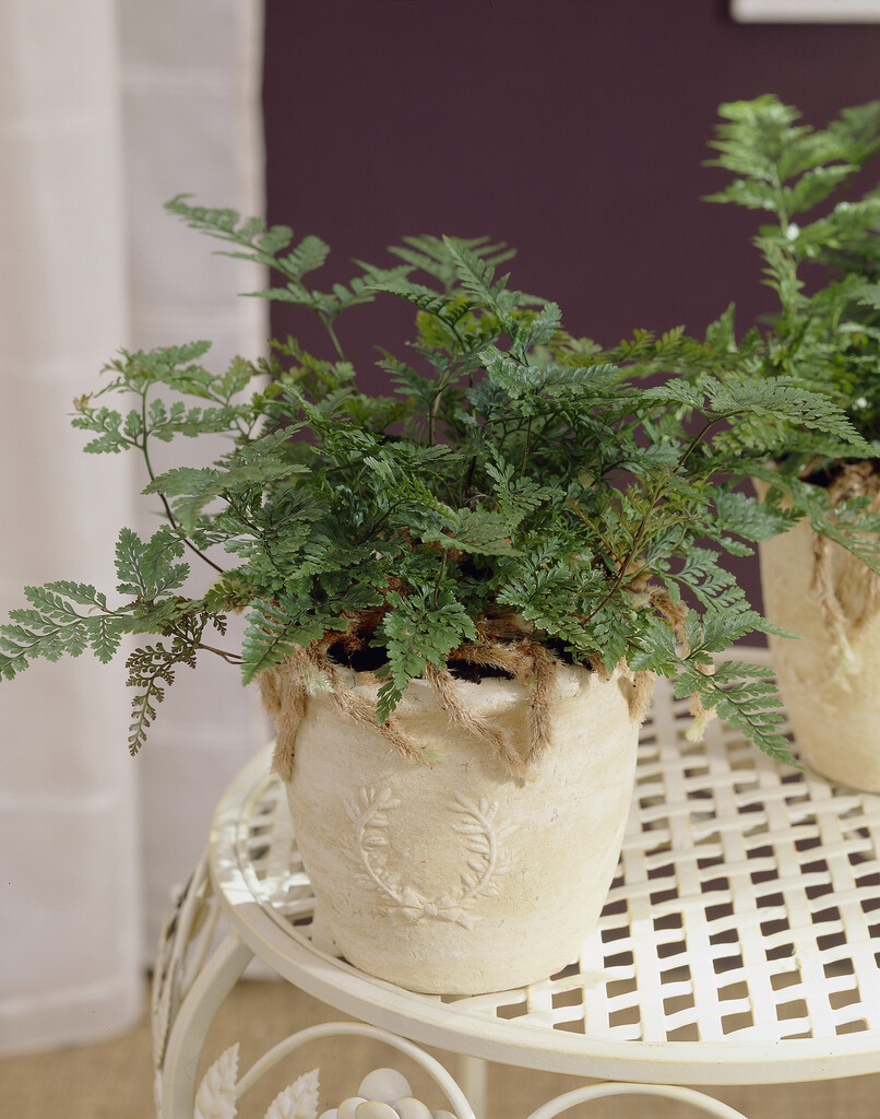 Davallia bullata | squirrel&s foot fern /RHS Gardening