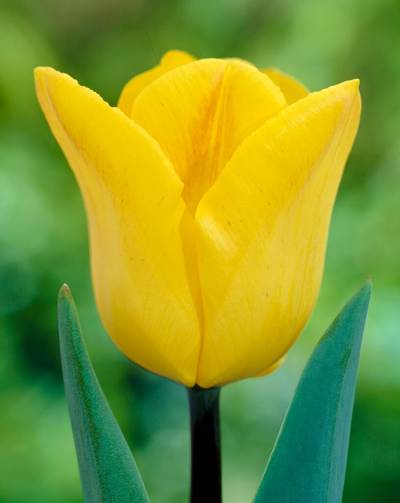 Tulipa &Yellow Flight& (3) | Bulbs/RHS Gardening