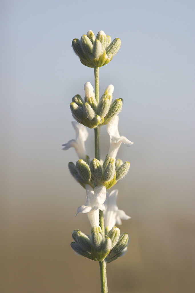 Lavandula angustifolia &Alba& | English lavender &Alba& Shrubs/RHS ...
